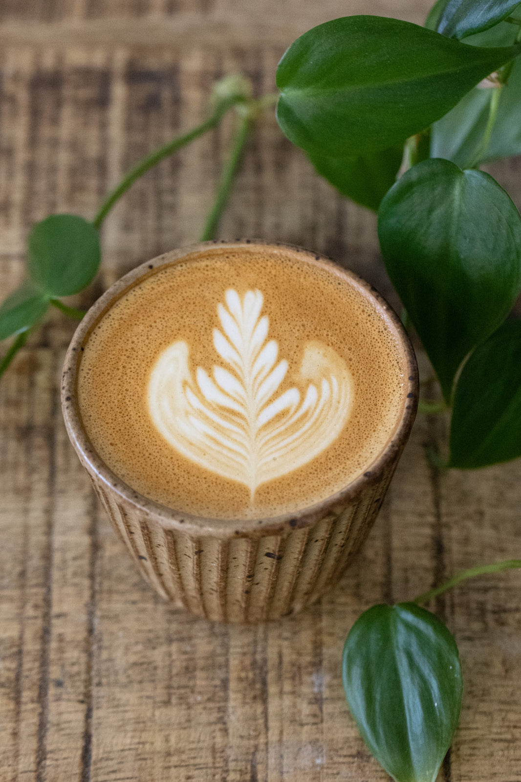 Ark Coffee - Specialty roasted coffee in Auckland